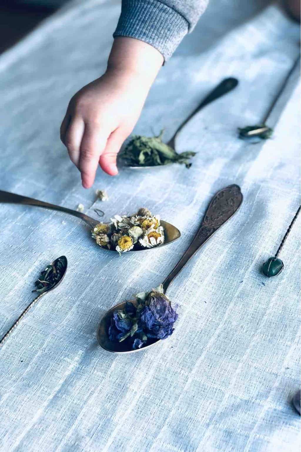 Tea, tisane, herbal tea, decoction: What's the difference?