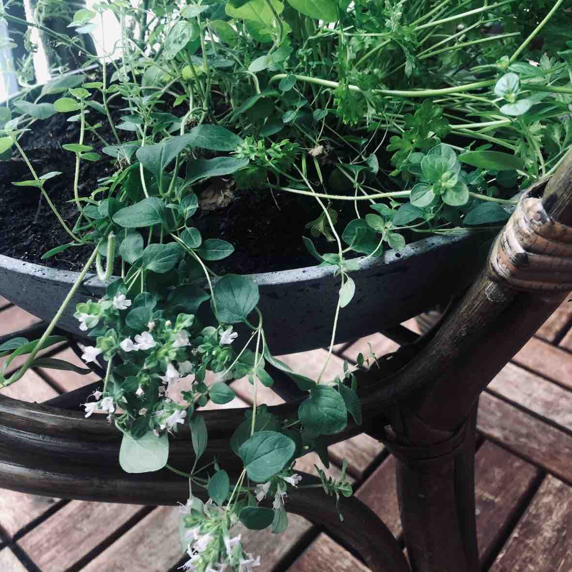 12 steps to living a natural lifestyle